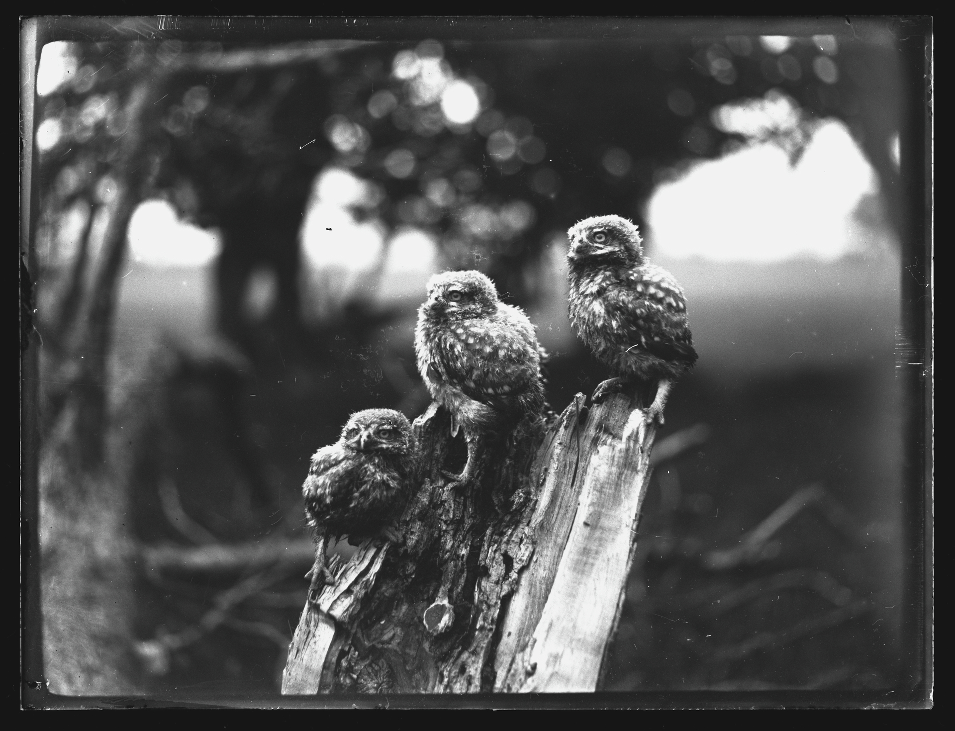 Arthur Brook photography | Peoples Collection Wales